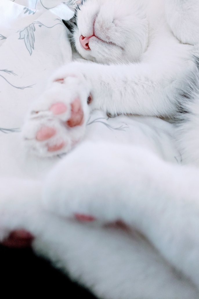 The Alpine Lynx Cat Breed: Exquisite Elegance | CatBuzz