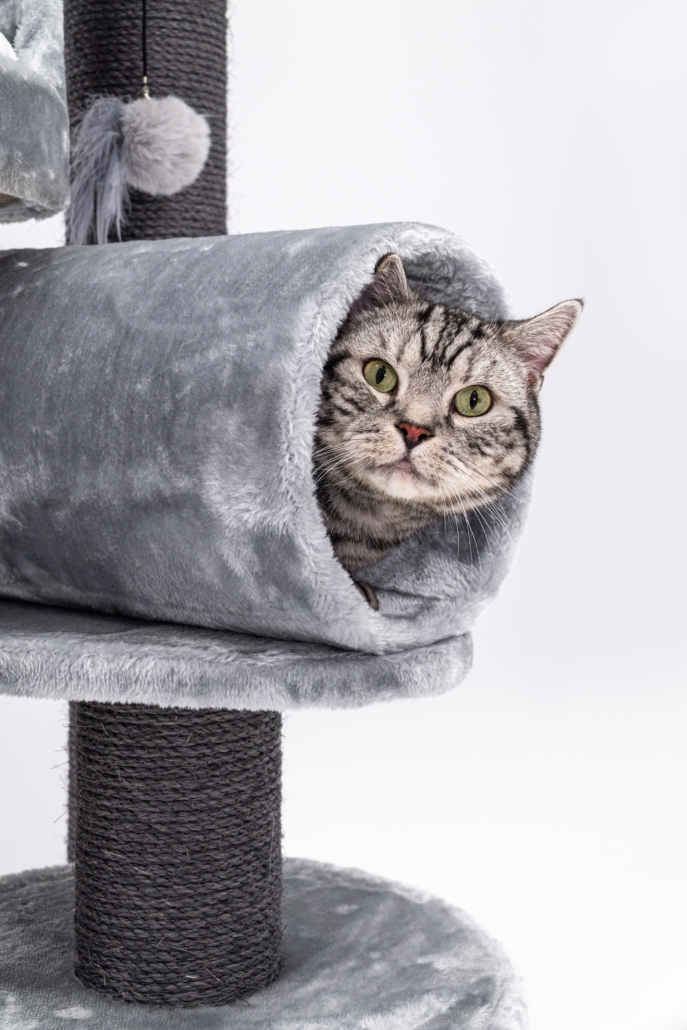 The American Lynx Cat Breed | CatBuzz