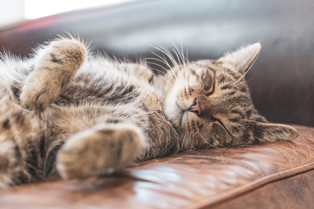 All About Understanding The Sleep Patterns Of Cats | CatBuzz