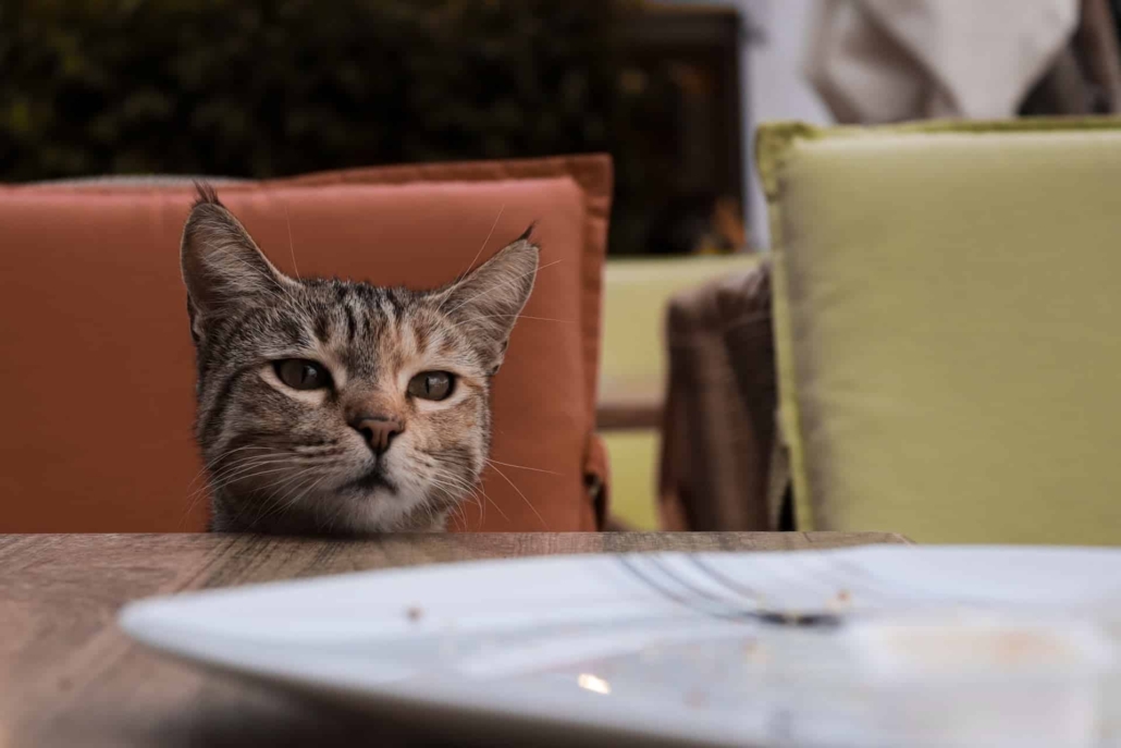 Characteristics Of The Desert Lynx Cat Breed | CatBuzz