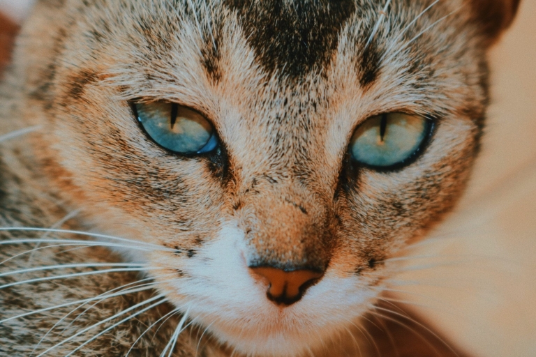 All About Preventing Fungal Infections In Cats | CatBuzz