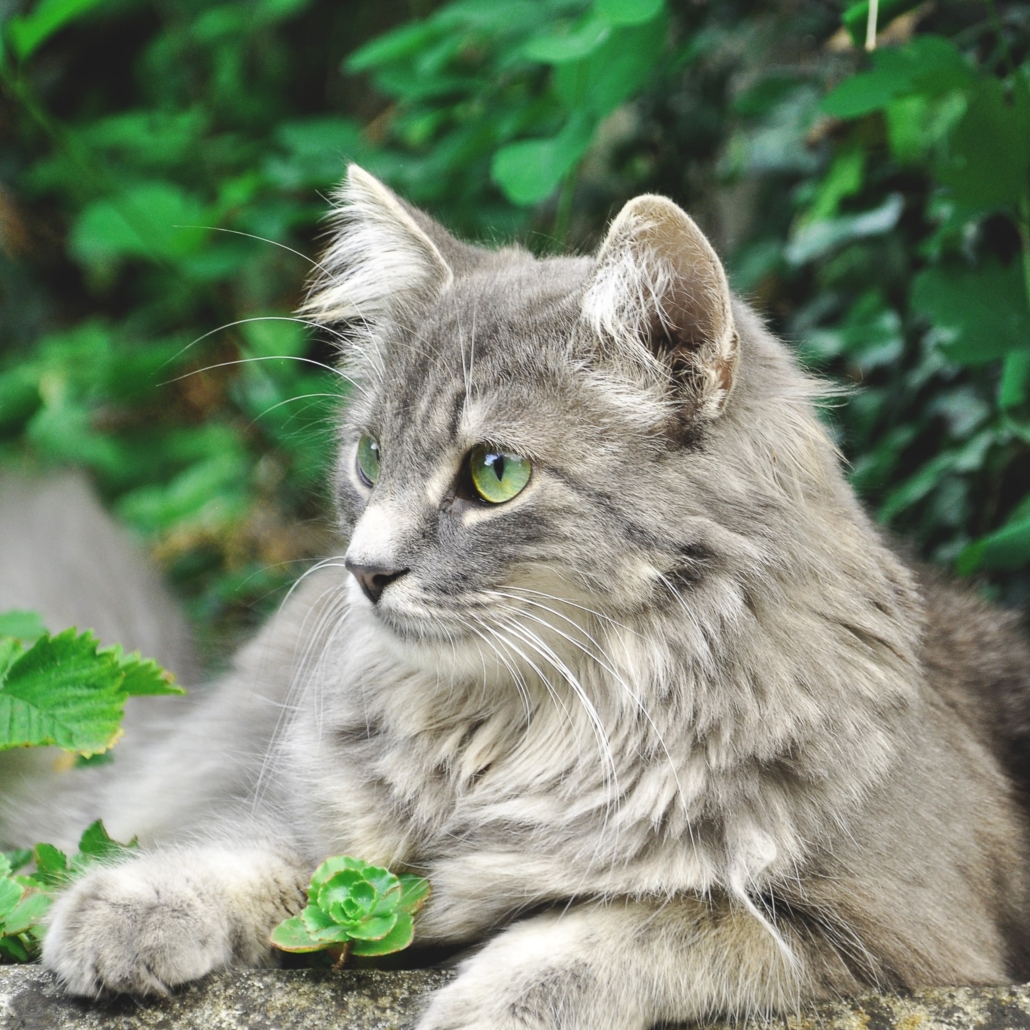 All About Understanding Hairballs In Cats | CatBuzz