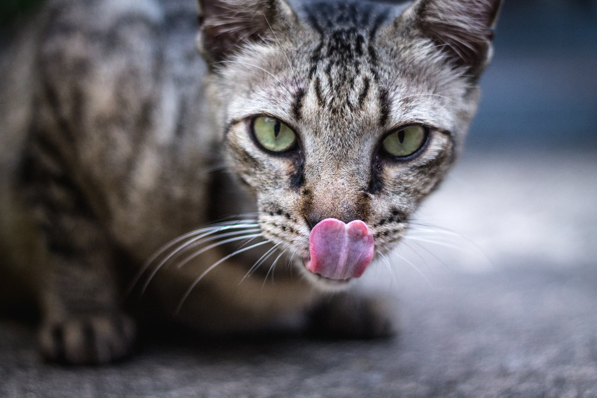 The Safari Cat Breed | CatBuzz