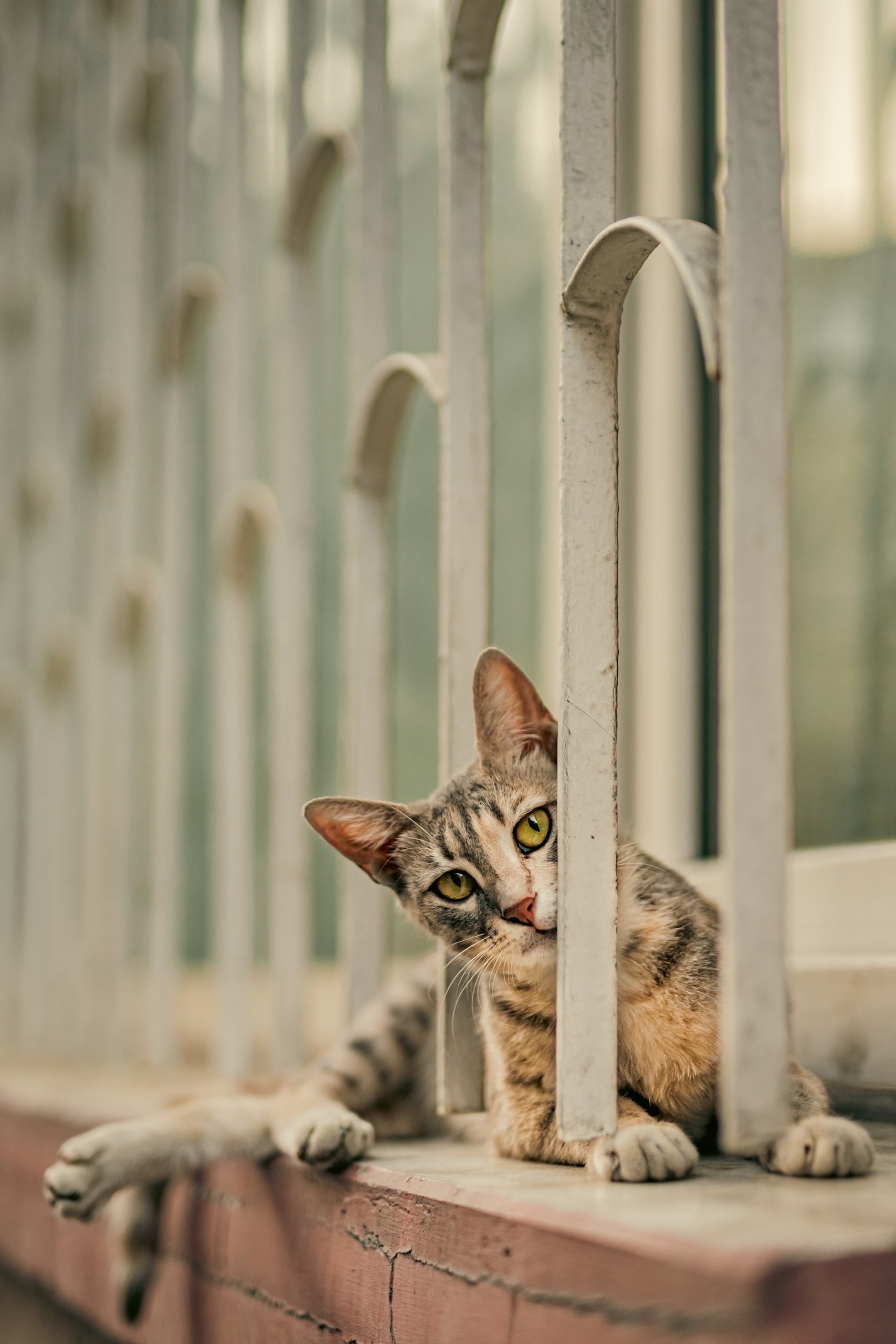 The American Ringtail Cat Breed For Cat Lovers | CatBuzz