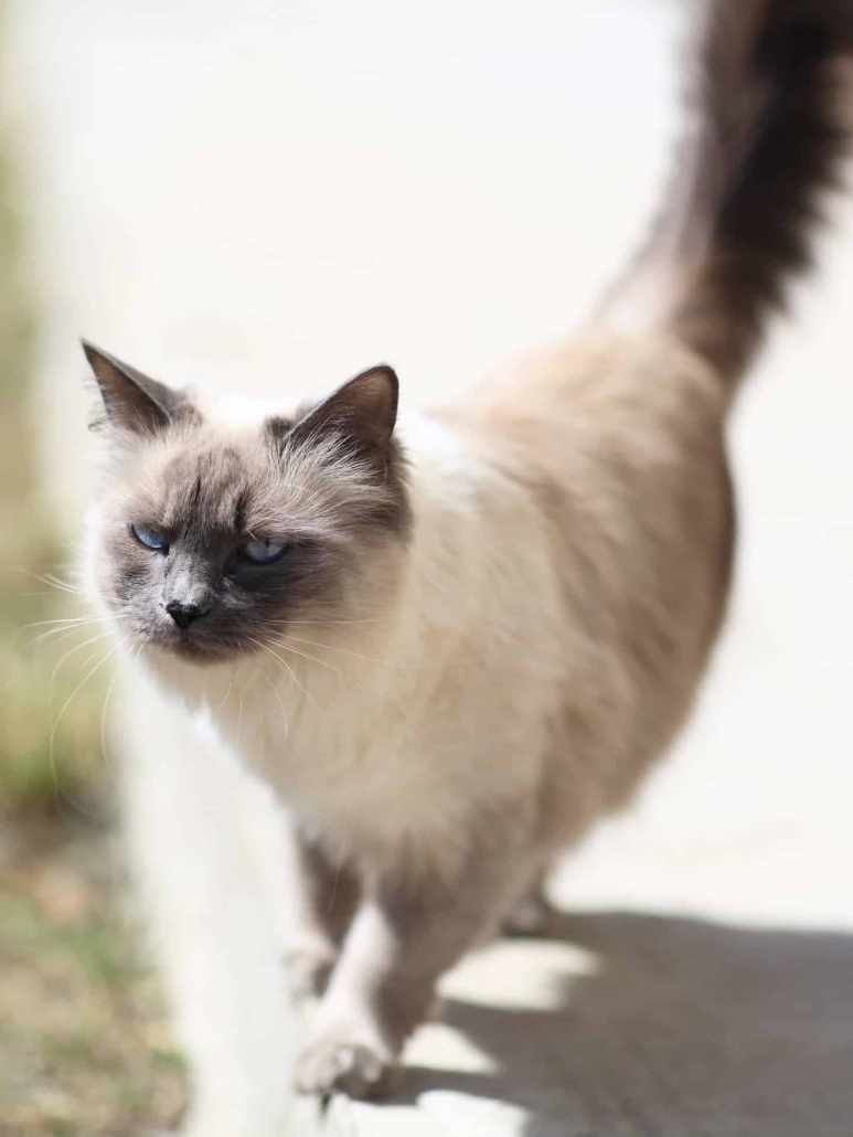 A Closer Look At The Balinese Cat Breed | CatBuzz