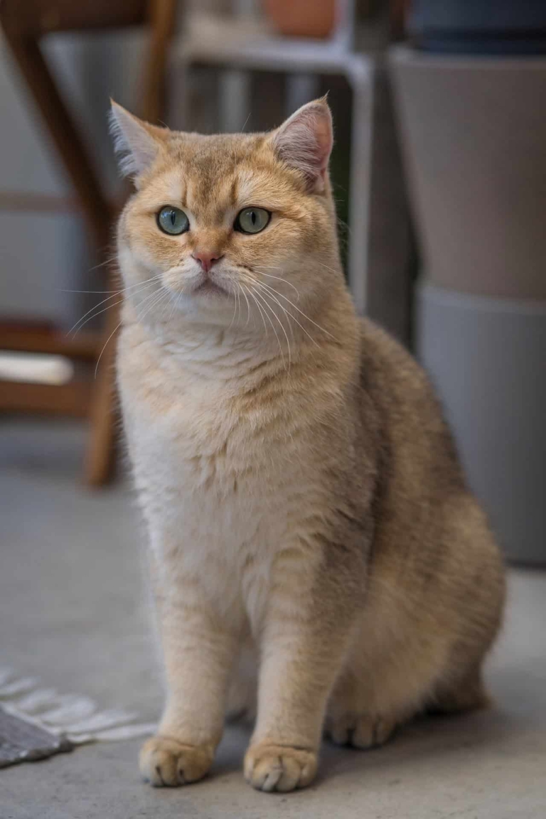 All About The Brazilian Shorthair Cat Breed | CatBuzz