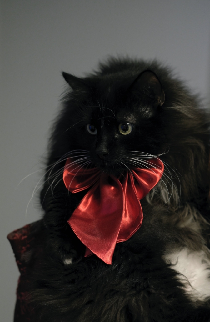 All About The Chantilly-Tiffany Cat Breed | CatBuzz