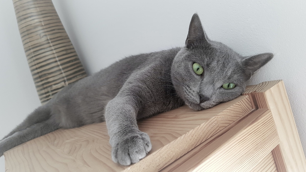 All About The Korat Cat Breed And Its Beauty | CatBuzz