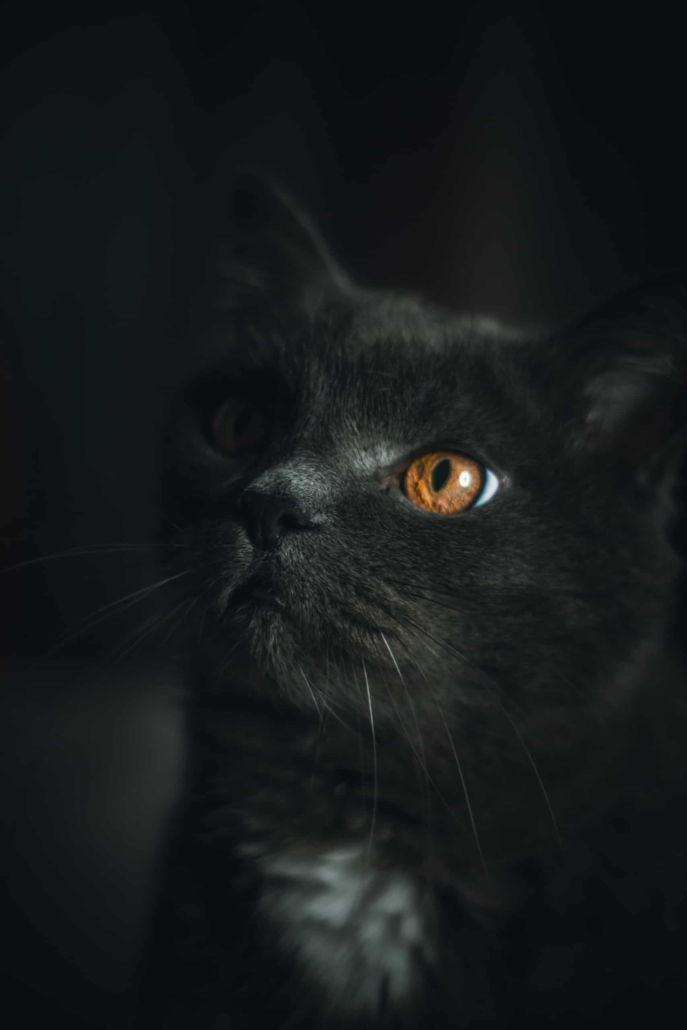 All About The Korn Ja Cat Breed And Its Beauty | CatBuzz