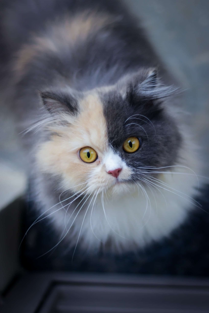 All About The Minuet Cat Breed And Its Beauty | CatBuzz