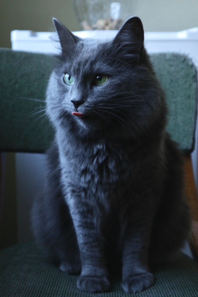 All About The Nebelung Cat Breed And Its Beauty | CatBuzz