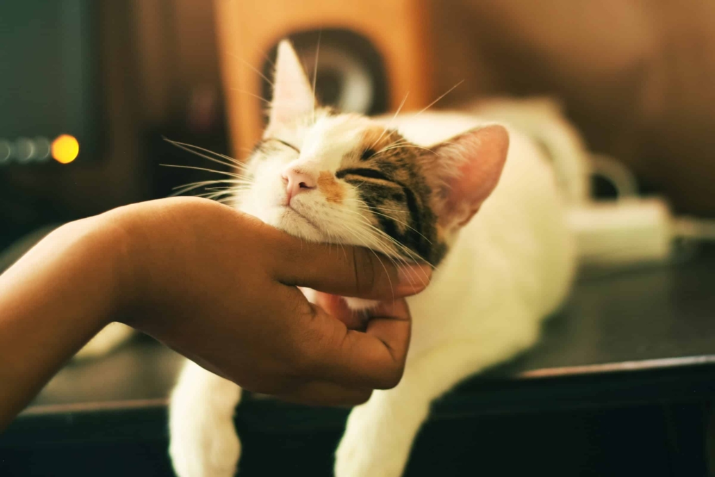 All About The Serrade Petit Cat Breed | CatBuzz