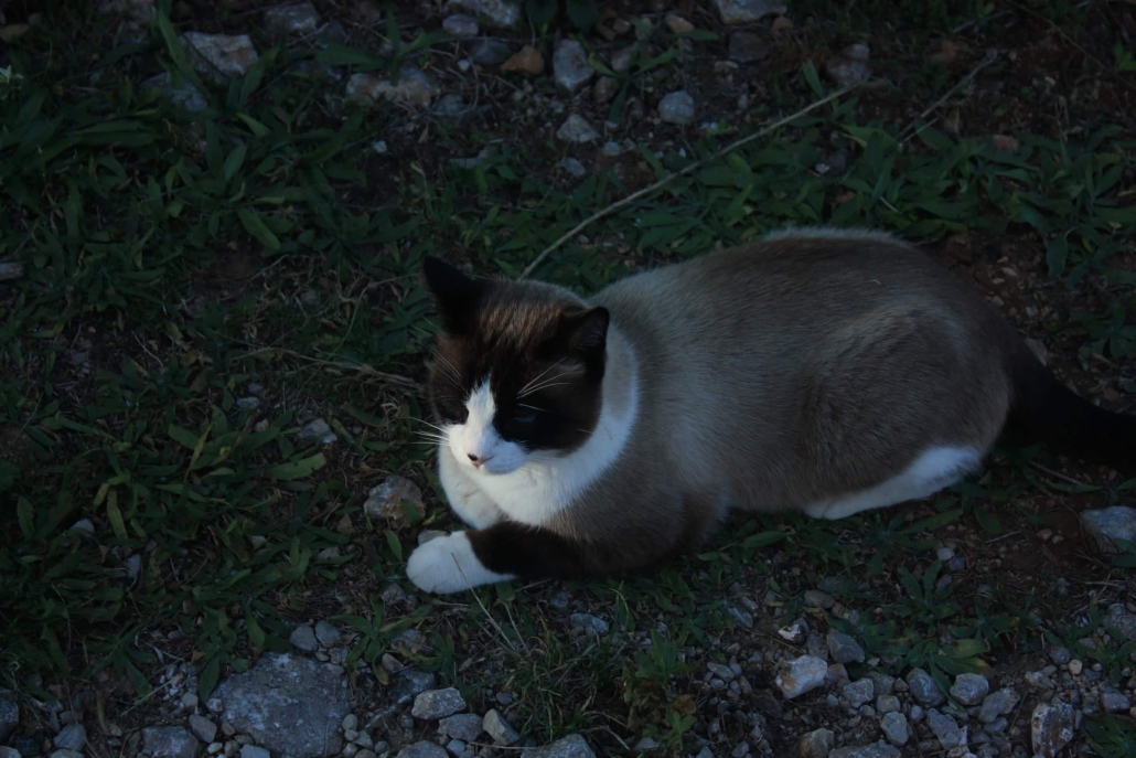 The Snowshoe Cat Breed And Its Beauty | CatBuzz