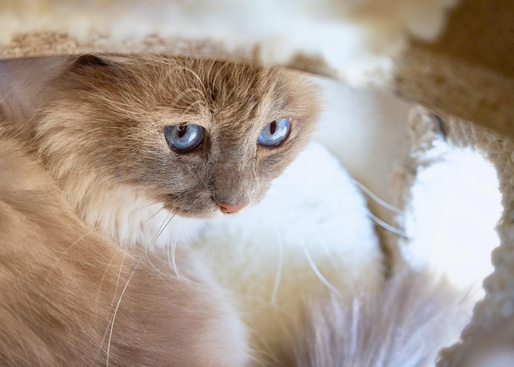 Discover The Majestic Thai Blue Point Cat Breed | CatBuzz