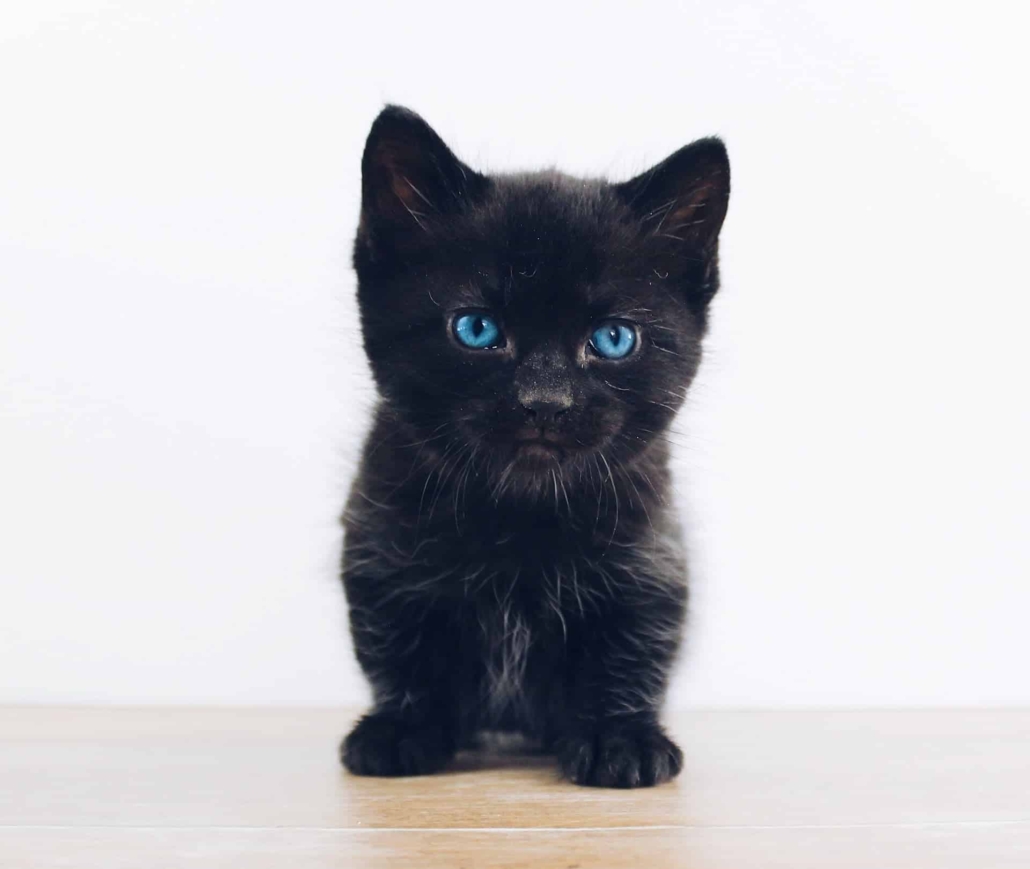 All About Knowing The Anatomy Of A Cat's Reflexes | CatBuzz