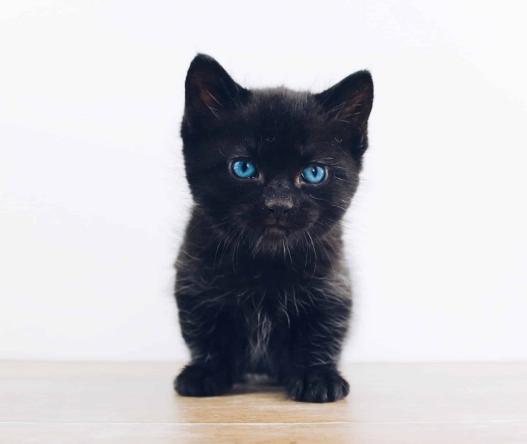 All About Knowing The Anatomy Of A Cat's Reflexes | CatBuzz