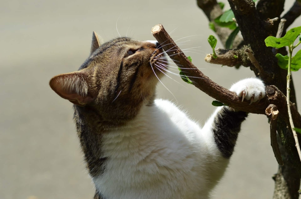 All About A Cats Sense Of Smell And Detecting Scents | CatBuzz
