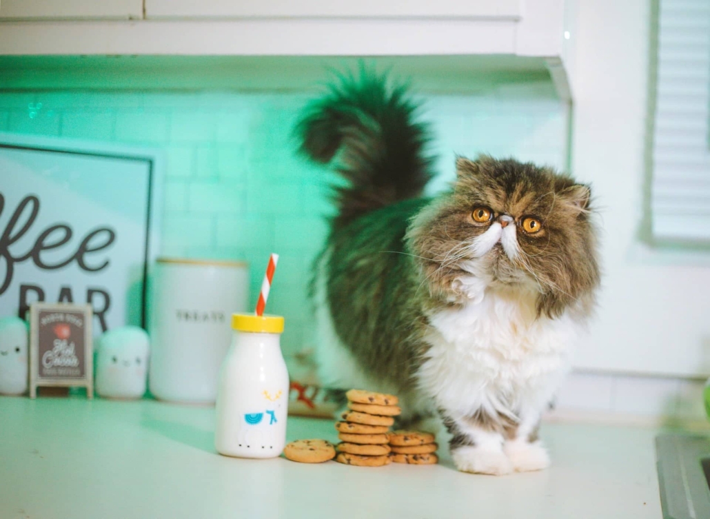 Understanding A Cats' Inability To Taste Sweetness | CatBuzz