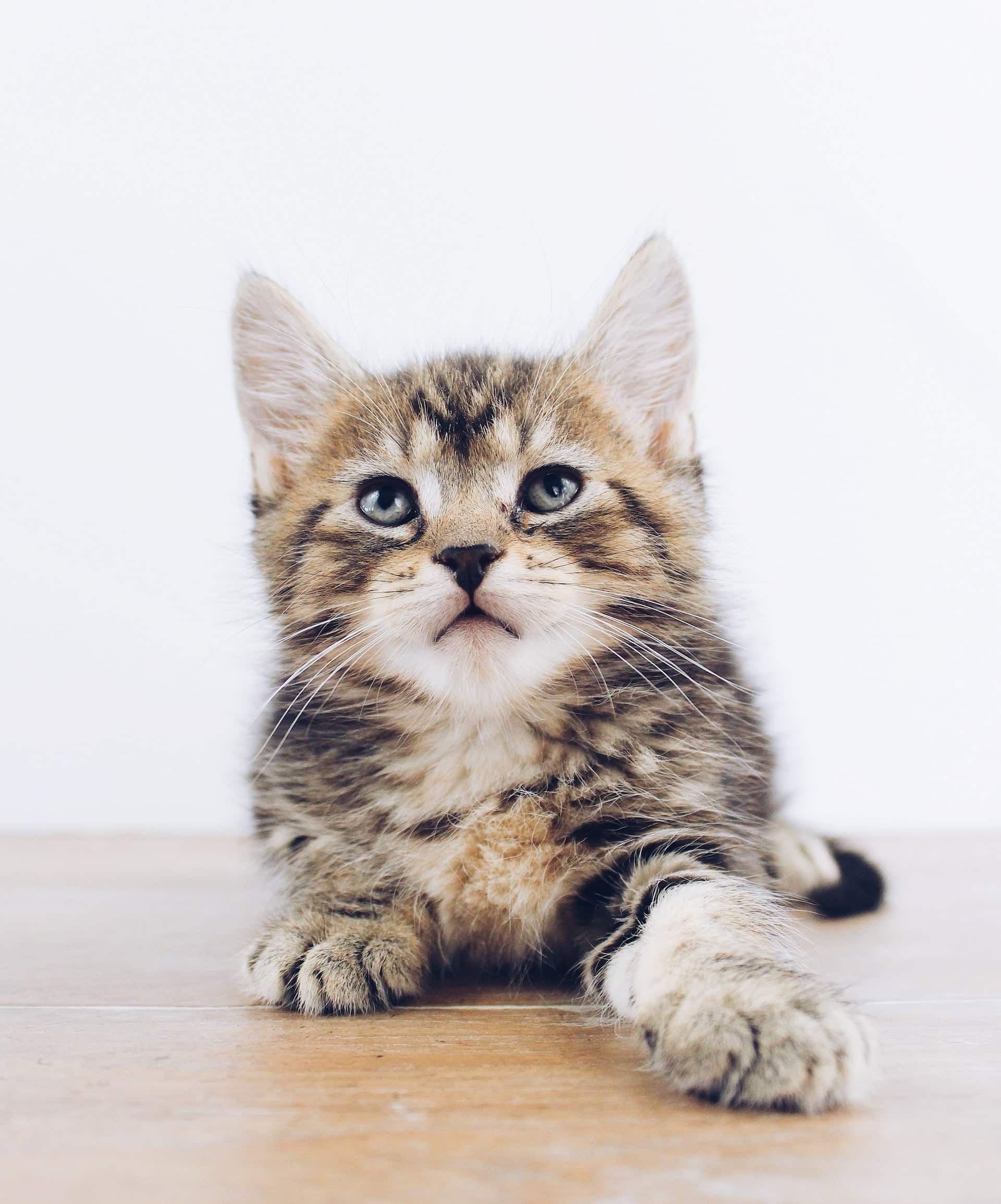 All About Understanding A Cat's Vital Organ | CatBuzz