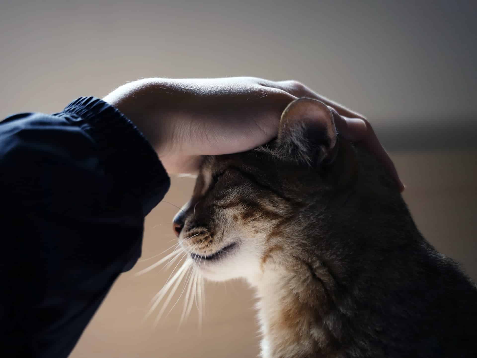 All About The Memory Capabilities Of Cats | CatBuzz