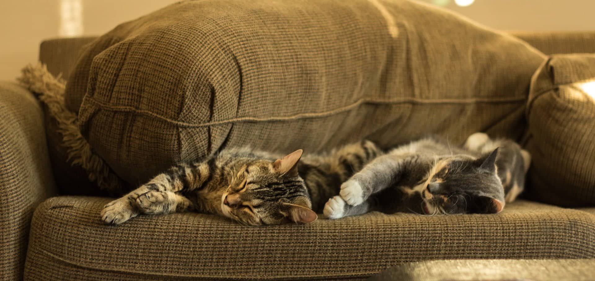 All About The Fascinating World Of Non-Pedigree Cats | CatBuzz