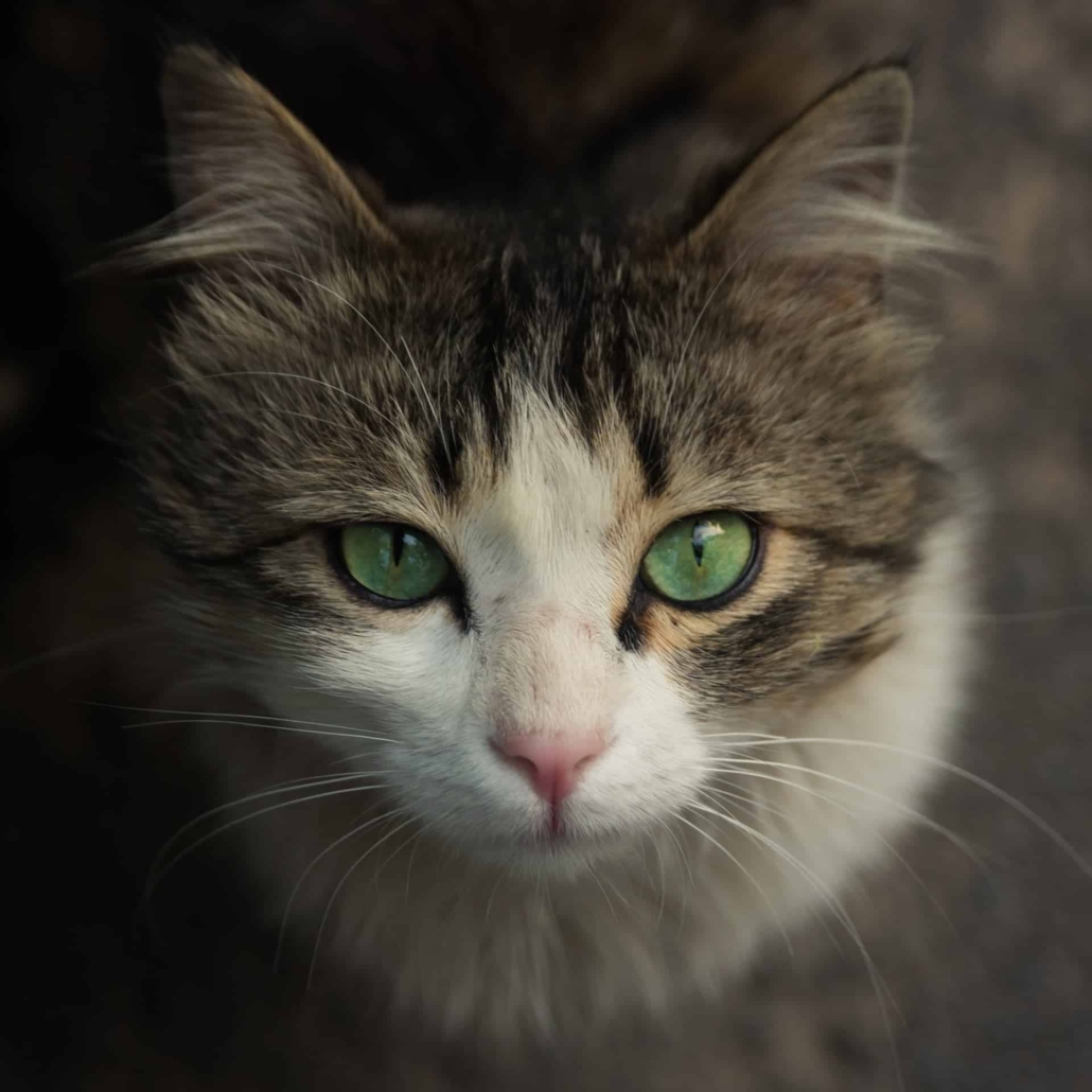 All About Pedigree Cats And Why They Captivate Us | CatBuzz