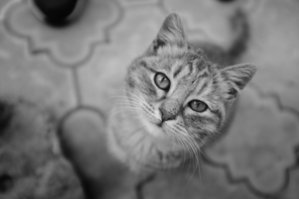 All About Knowing The Predatory Instinct In Cats | CatBuzz