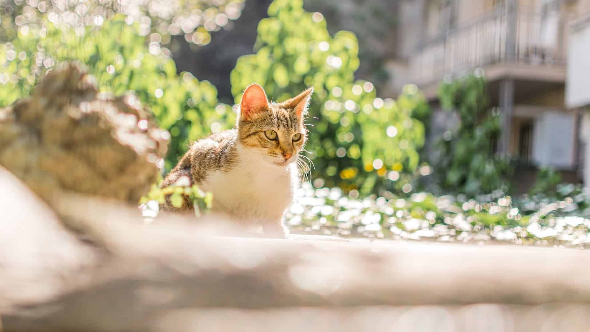 The Instinctual Behavior Of Burying Waste For Cats | CatBuzz