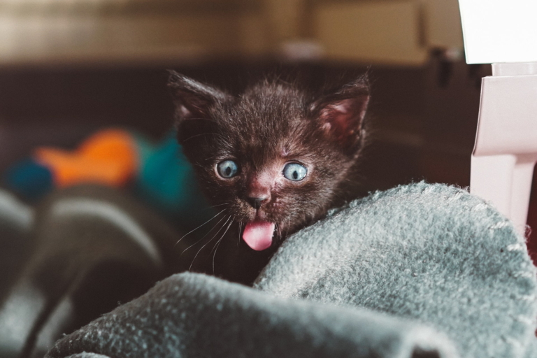 All About Understanding How The Feline Brain Works | CatBuzz