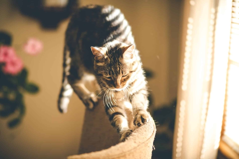Science Behind Cat Claw Retraction | CatBuzz