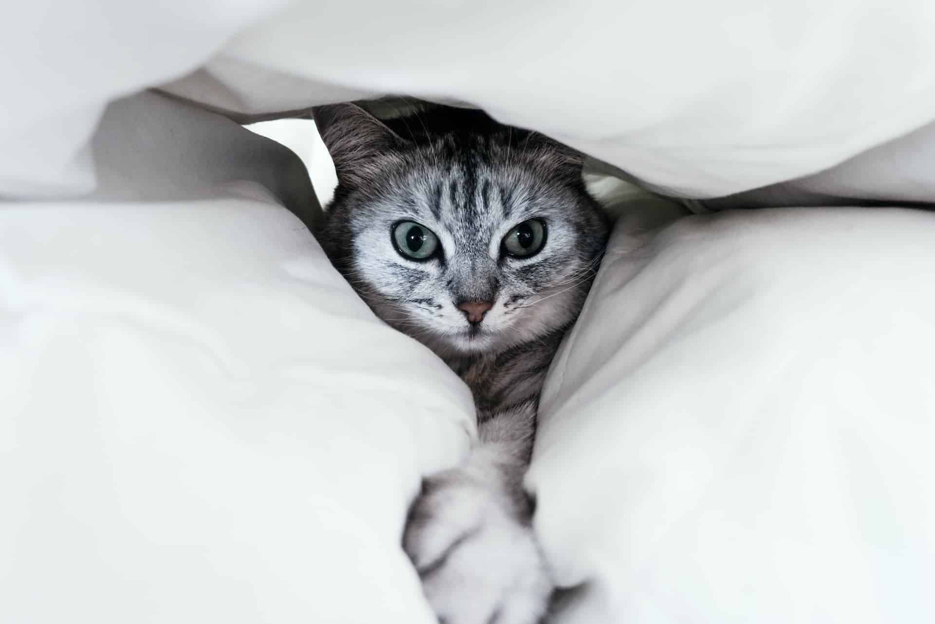 Why Do Cats Go Crazy CatBuzz Why Do Cats Go Crazy CatBuzz