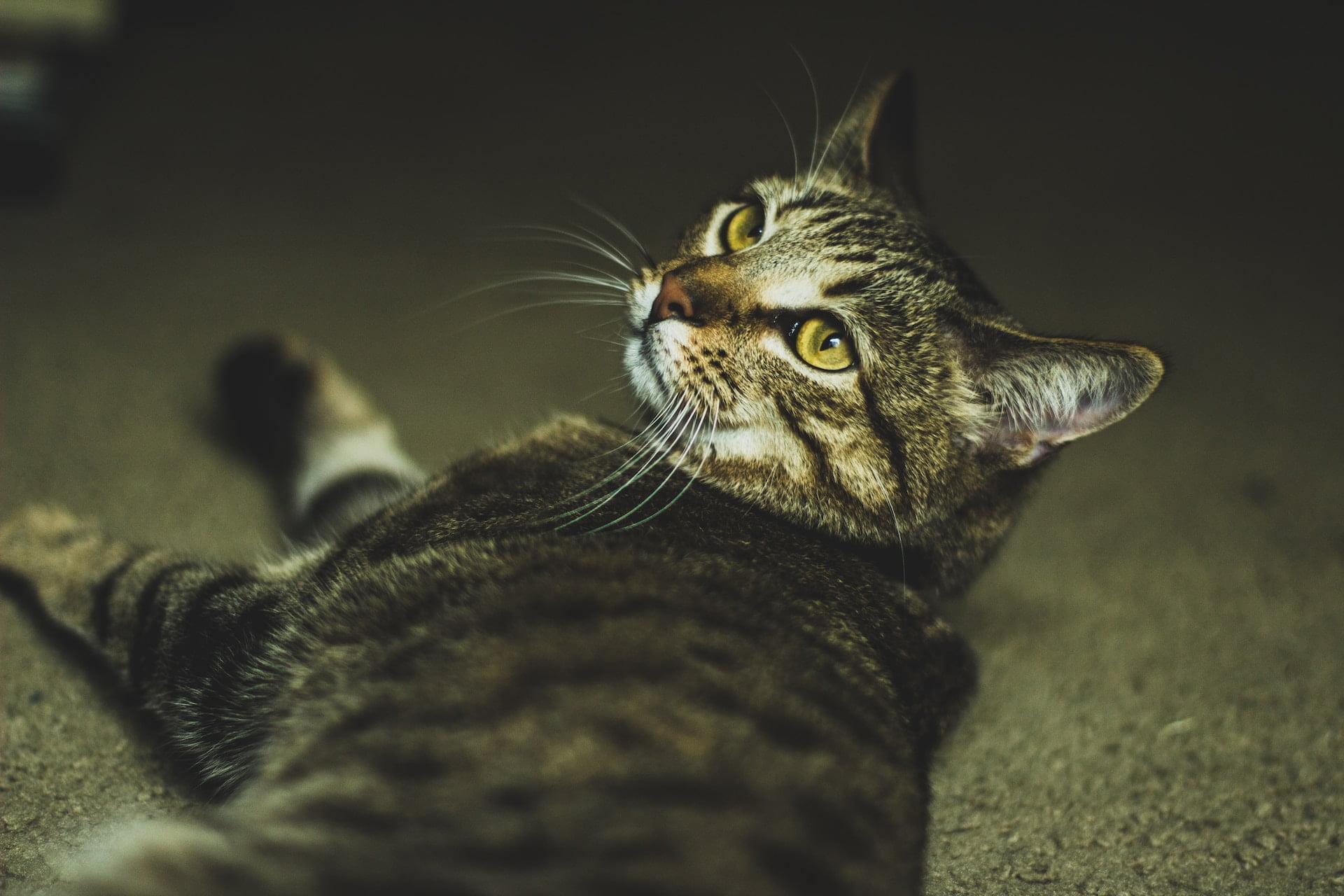 Why Cats Choose To Sit In Random Places | CatBuzz