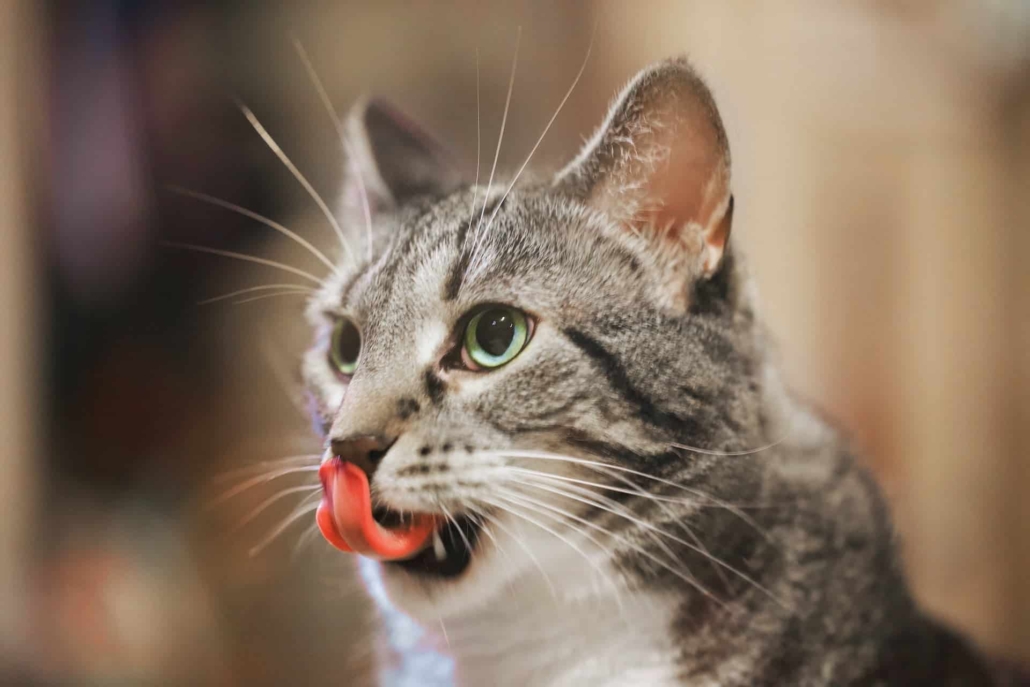 Why Do Cats Lick Washed Hair? | CatBuzz