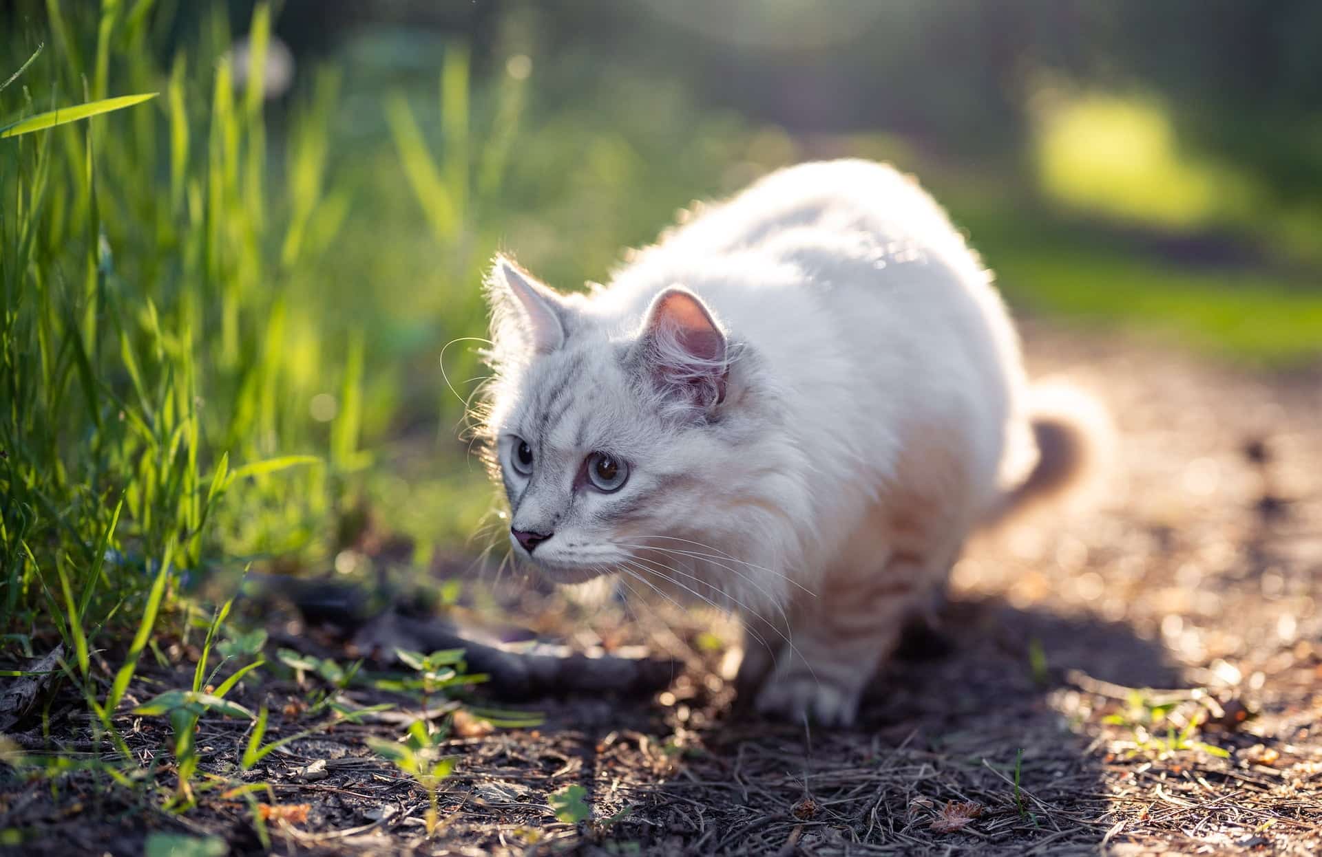 Cats' Ability To Detect Fast Moving Things | CatBuzz