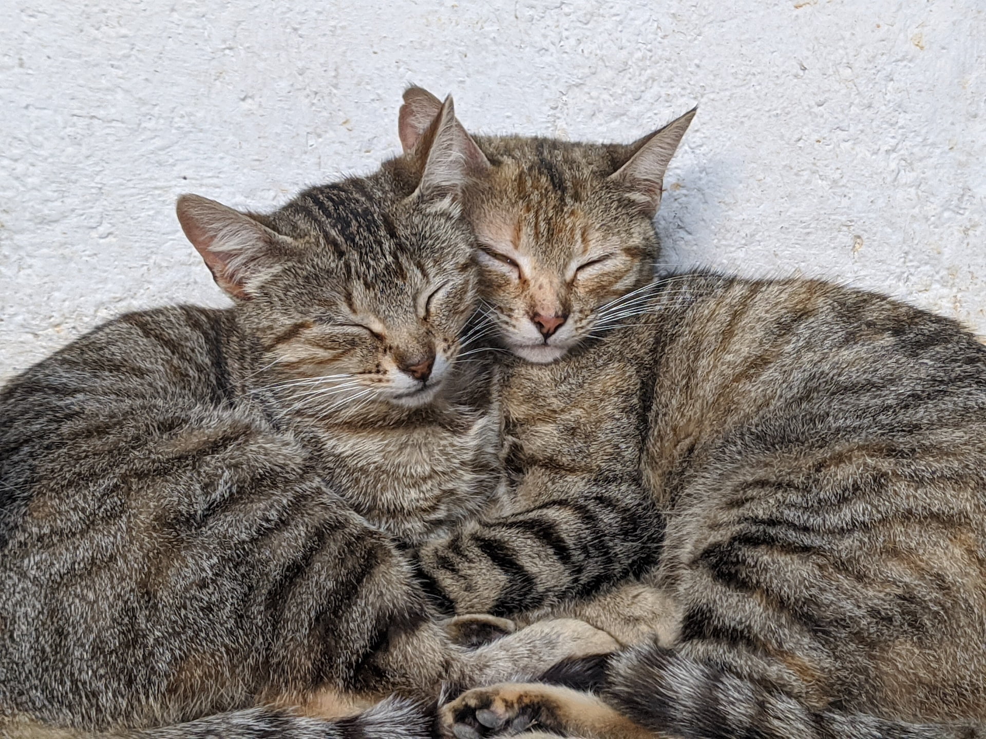 Do All Feline Friends Communicate In The Same Way? | CatBuzz