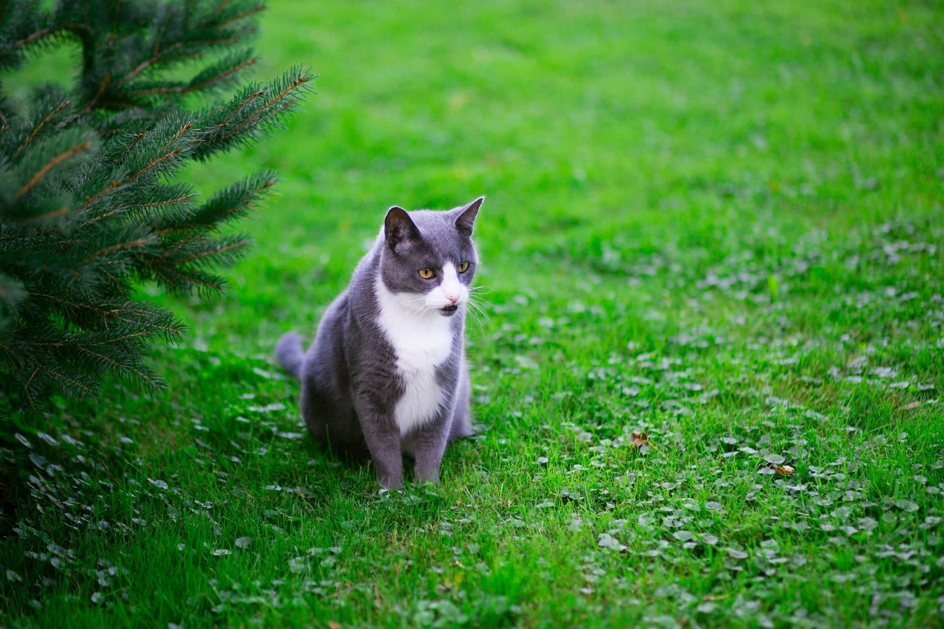 Green Cat: Origins And Significance | CatBuzz